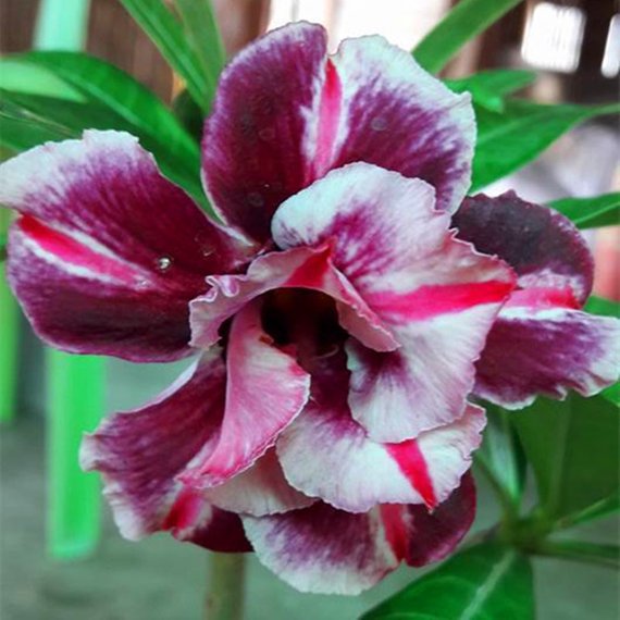 5 The Dreamlike Adenium Obesum seeds quality Rare Desert Rose seed ...