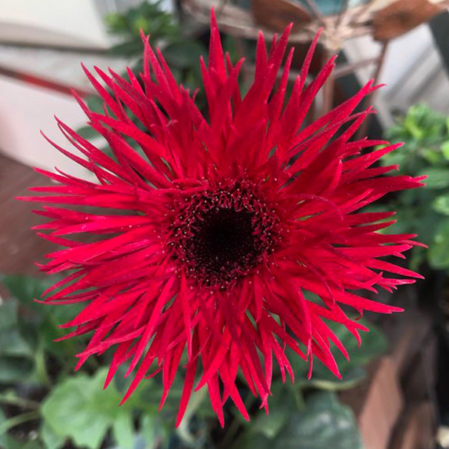 Rose Red Gerbera Spider Daisy Double Flowers Seeds Ornamental Tender ...