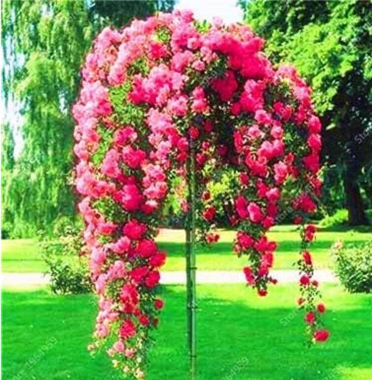 200PCS Climbing Rose Tree Seeds - Rose Red FlowersItem NO.: SH10765C