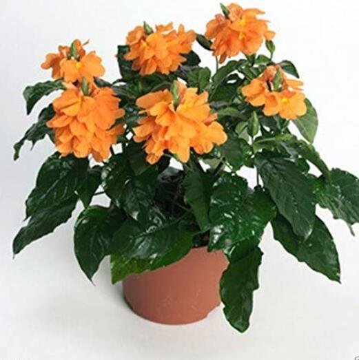 Crossandra Seeds,Orange Marmalade -Firecracker Flower- Very Rare ...
