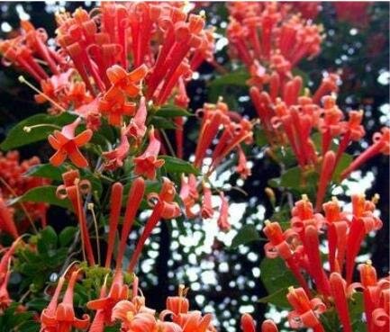 Mina Lobata Bonsai, Flower DIY Potted Plants, Indoor Outdoor Pot ...