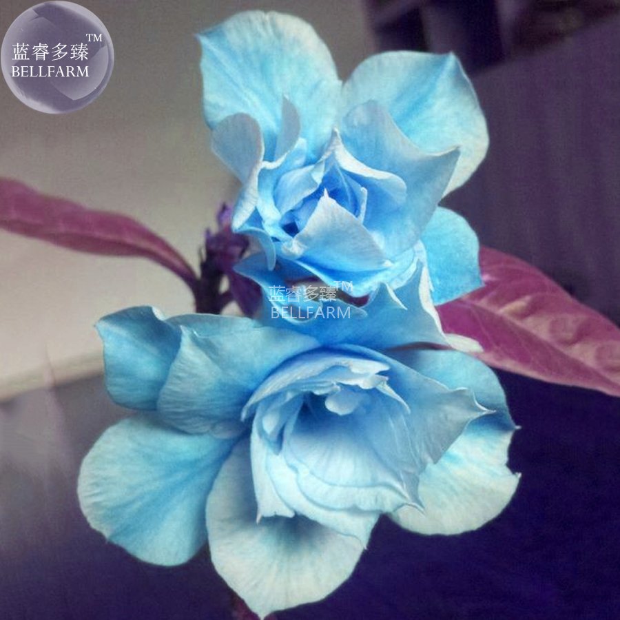 Adenium Sky Blue Petal Flower Seeds, 2 seeds, professional pack, 10 ...