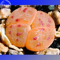 10+ Lithops dinteri subsp. dinteri var. brevis Seeds, Professional Pack, flesh red spot lovely livin