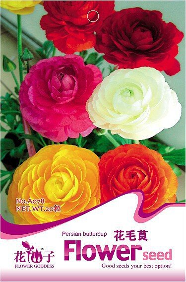 1 Original Pack, 20 Seeds / Pack, Ranunculus Seed Ranunculus Asiaticus ...