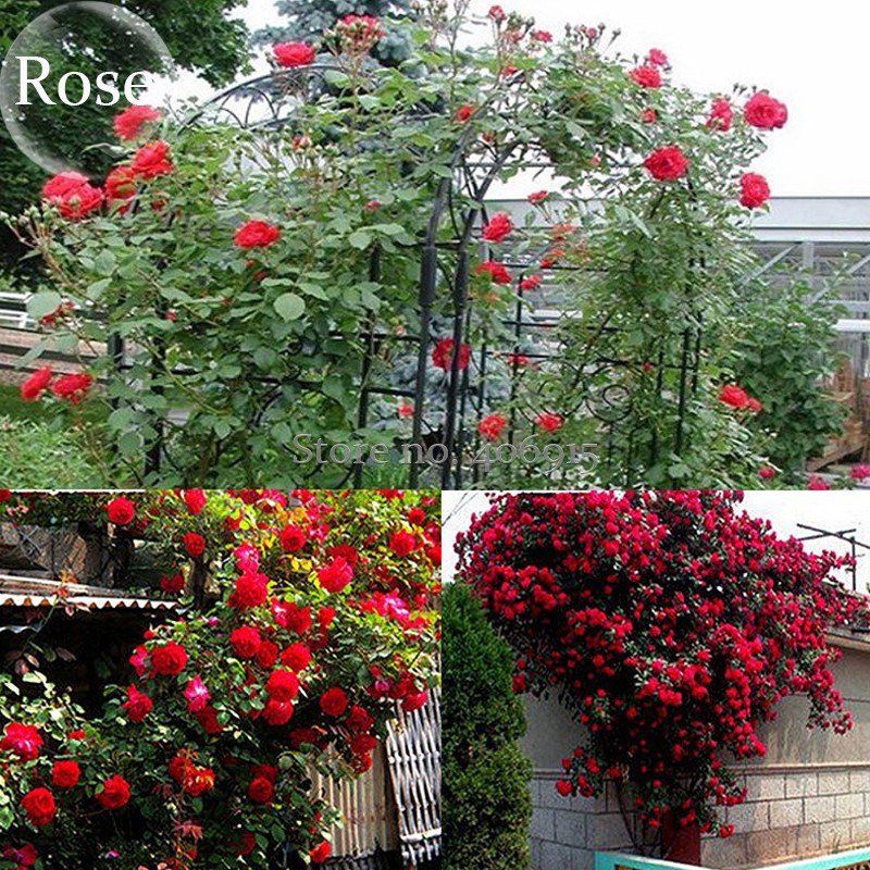 Heirloom Fresh Red Climbing Rose flowers, 50 Seeds, fragrant charming ...