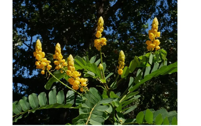 Candlestick Cassia Senna Alata Flowering Plant - 75 Seeds Packet