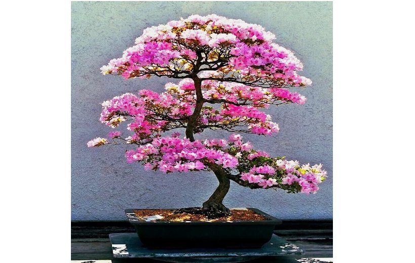 5 JAPANESE SAKURA CHERRY BLOSSOM TREE SEEDS (Prunus sargentii) Hardy ...