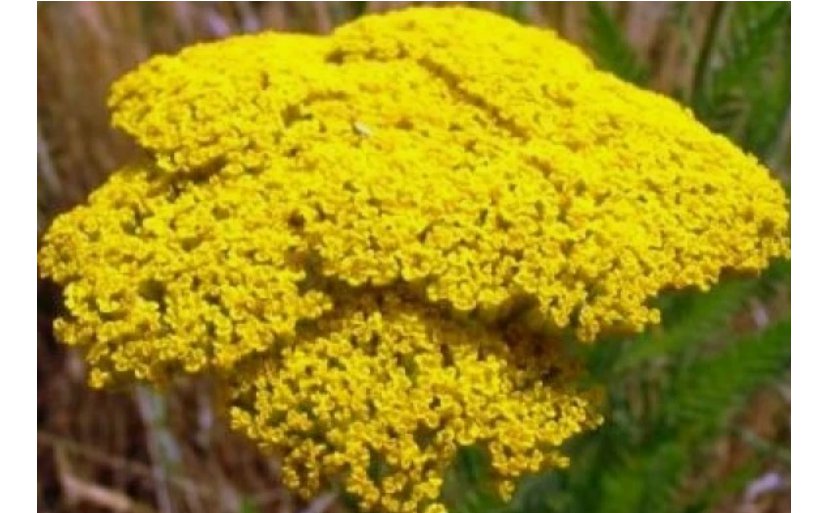 100 GOLD YARROW FRESH SEEDS