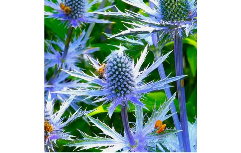 500 Sea Holly Seeds | Blue Thistle Eryngium Eryngo Flower Seed Fast ...