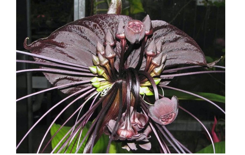 5 Black Bat Orchid Flower Seeds (Tacca chantrieri) RARE Tropical Garden ...