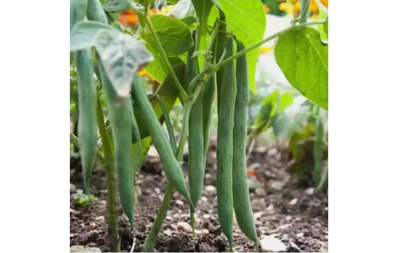 25 Hidatsa Shield Bean Seeds FLORIDA GROWN / DELICIOUS / BUSH BEAN / RARE