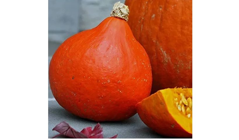 10 Japanese Red Kuri Squash Seeds | Uchiki Kuri | Heirloom / Non-GMO | 1122