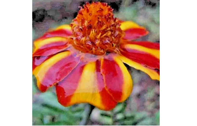30 FRENCH MARIGOLD SEEDS SPRING MIX FLOWER MOSQUITO INSECT REPELLENT ...