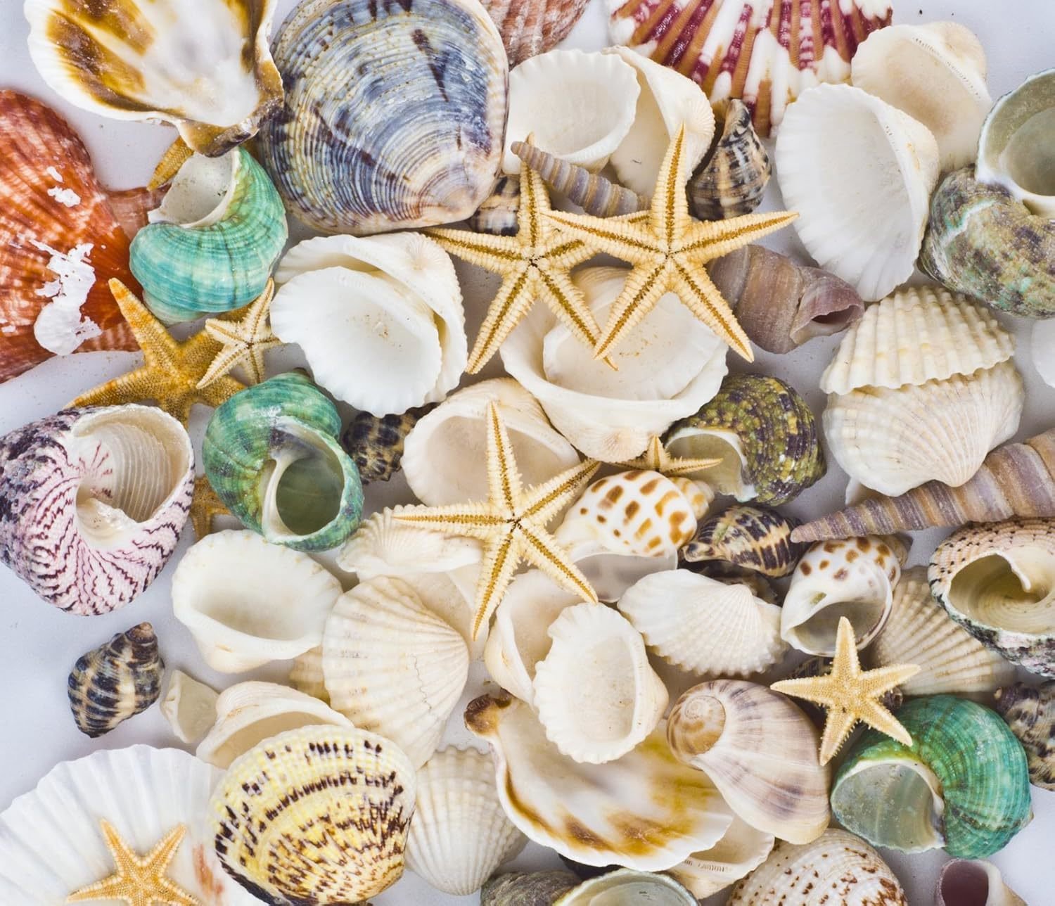 Sea Shells Mixed Beach Seashells Starfish for Theme Party Wedding Decorati
