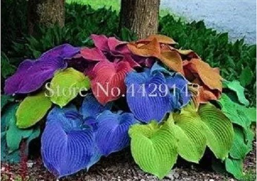 Rainbow Hosta Seeds