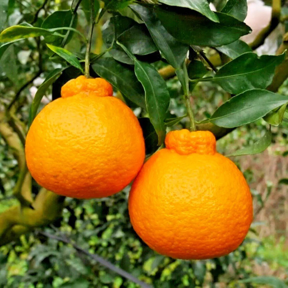 35++ Dekopon Orange Grafted Plant Sumo Shiranui Mandarin Fruit seeds