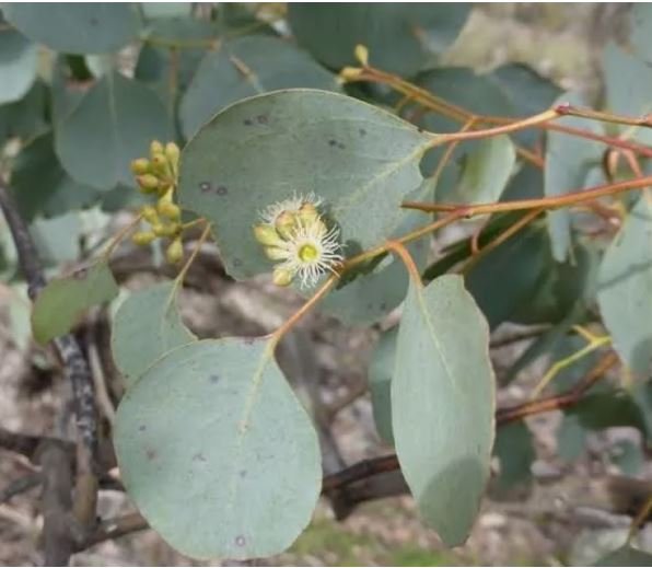 50 of Red Box Eucalyptus Seeds Tree Flower Perennial Flowers Seed Toad Best