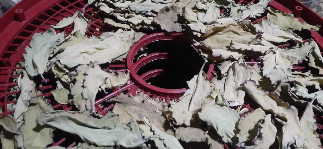 Organic Miracle 100 Leaf Live plant Life Plant Bryophyllum Pinnatum ...