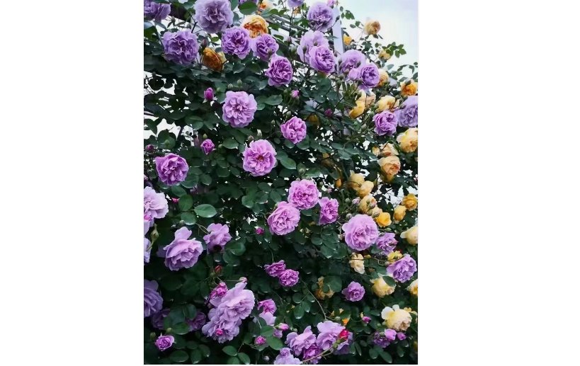Violet RARE CLIMBER climbing Rose flower exotic plant 20+ SEEDS