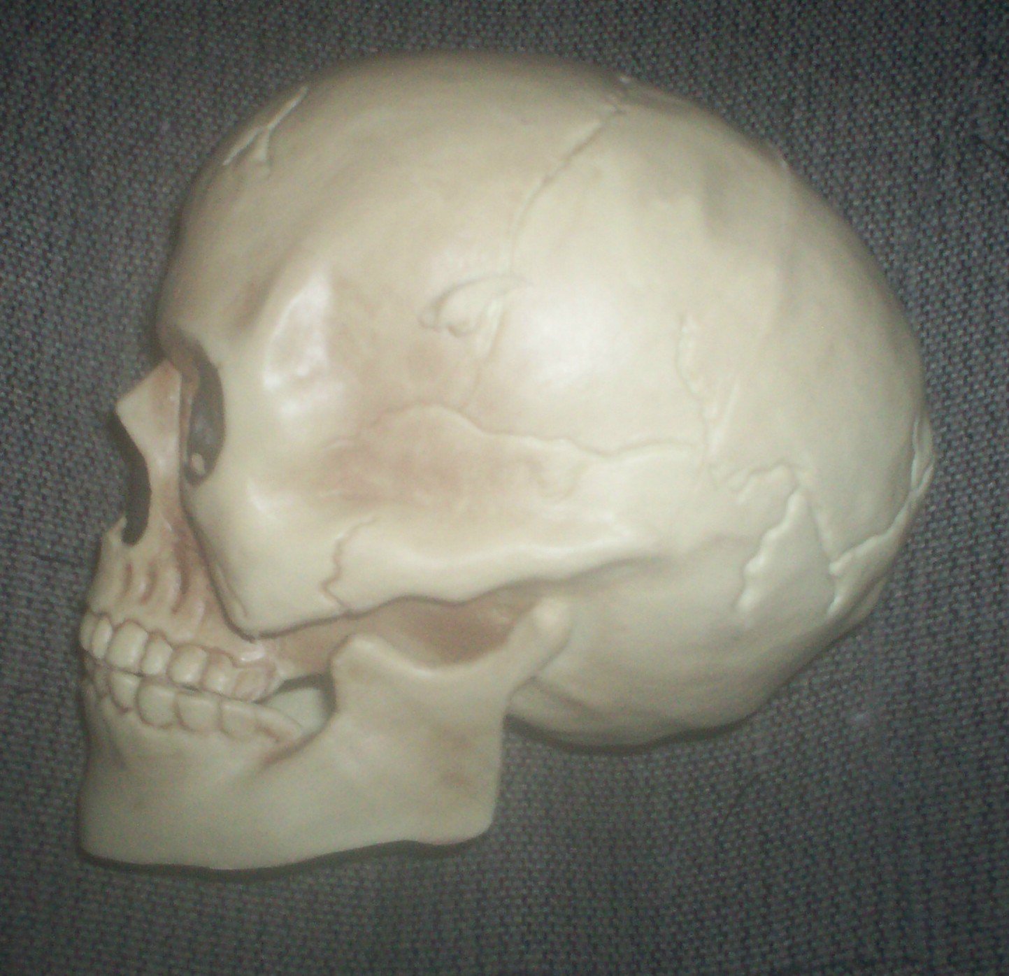 *~New Halloween Plastic Skull Prop (FULL SIZE)