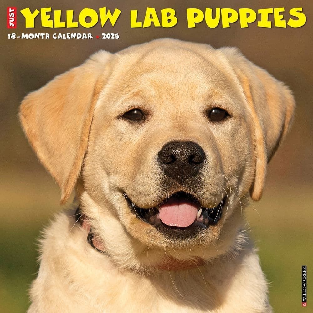 Just Yellow Lab Puppies 2025 Wall Calendar