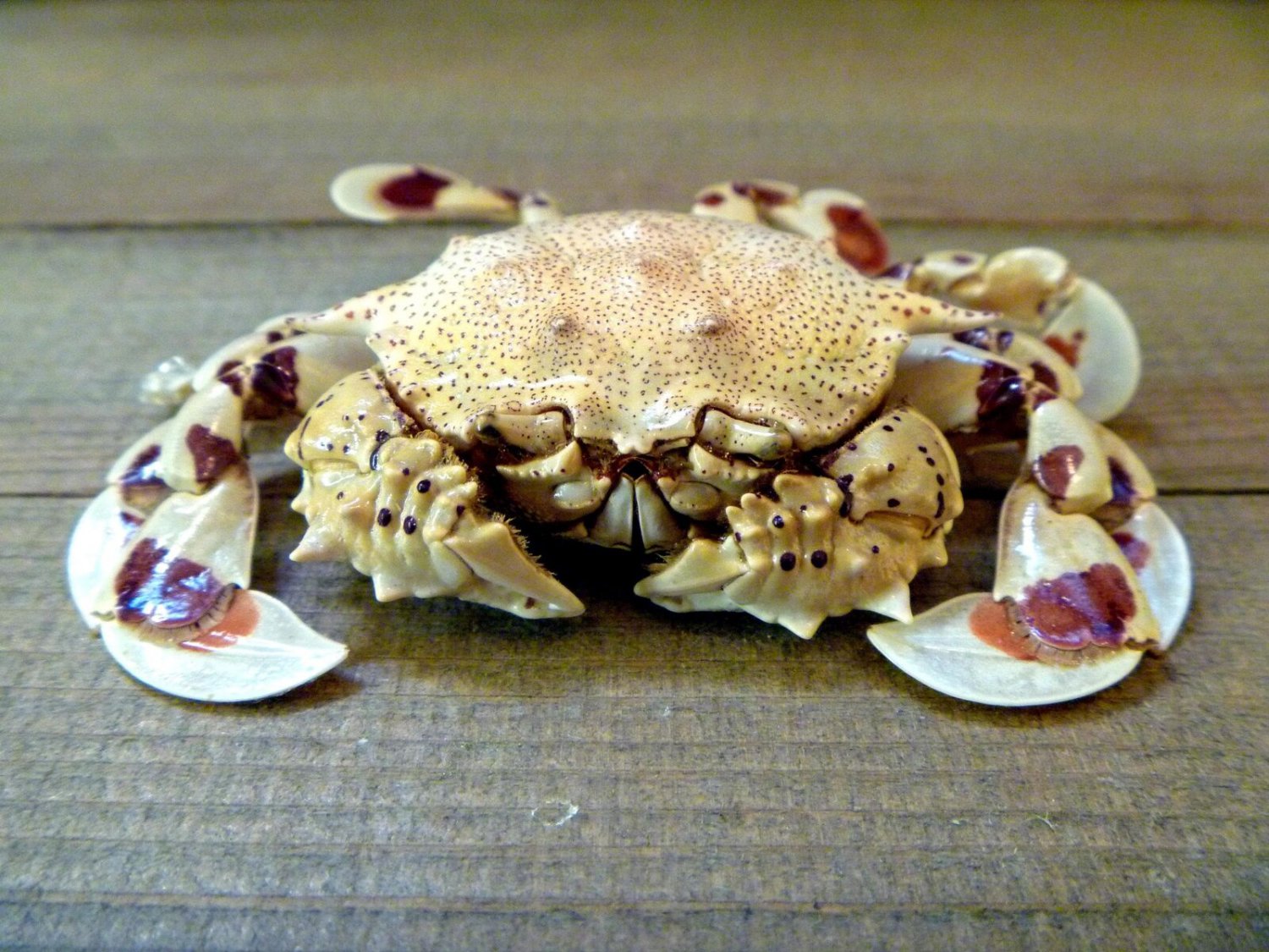 Philippine Spotted Moon crab 2.5 - 3" preserved ocean beach decor ...