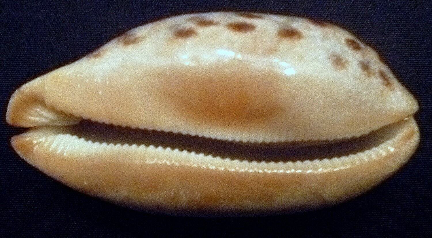 Tortoise Cowries 3.5 - 4" seashells shells beach decor ocean theme ...