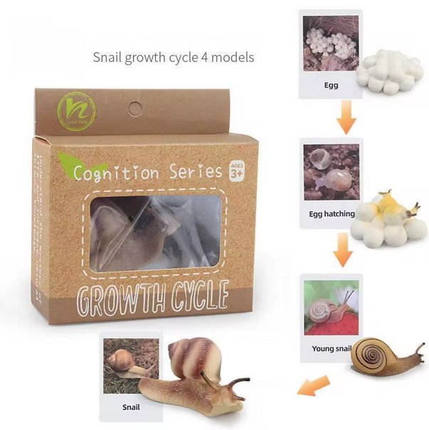 Montessori Life Cycle Animal Figures With Flash Cards Educational
