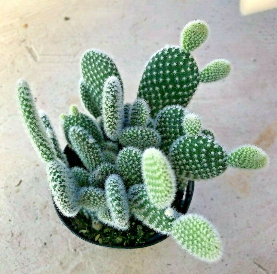 Live Plant Opuntia Microdasys 'Angel Wings', Cacti & Succulent, Indoor ...
