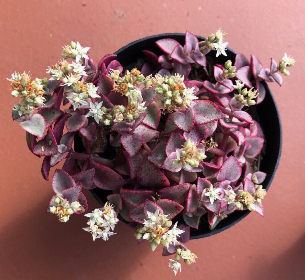 Live Plant Crassula Rubra 'Variegata Margalis', Cacti & Succulent ...