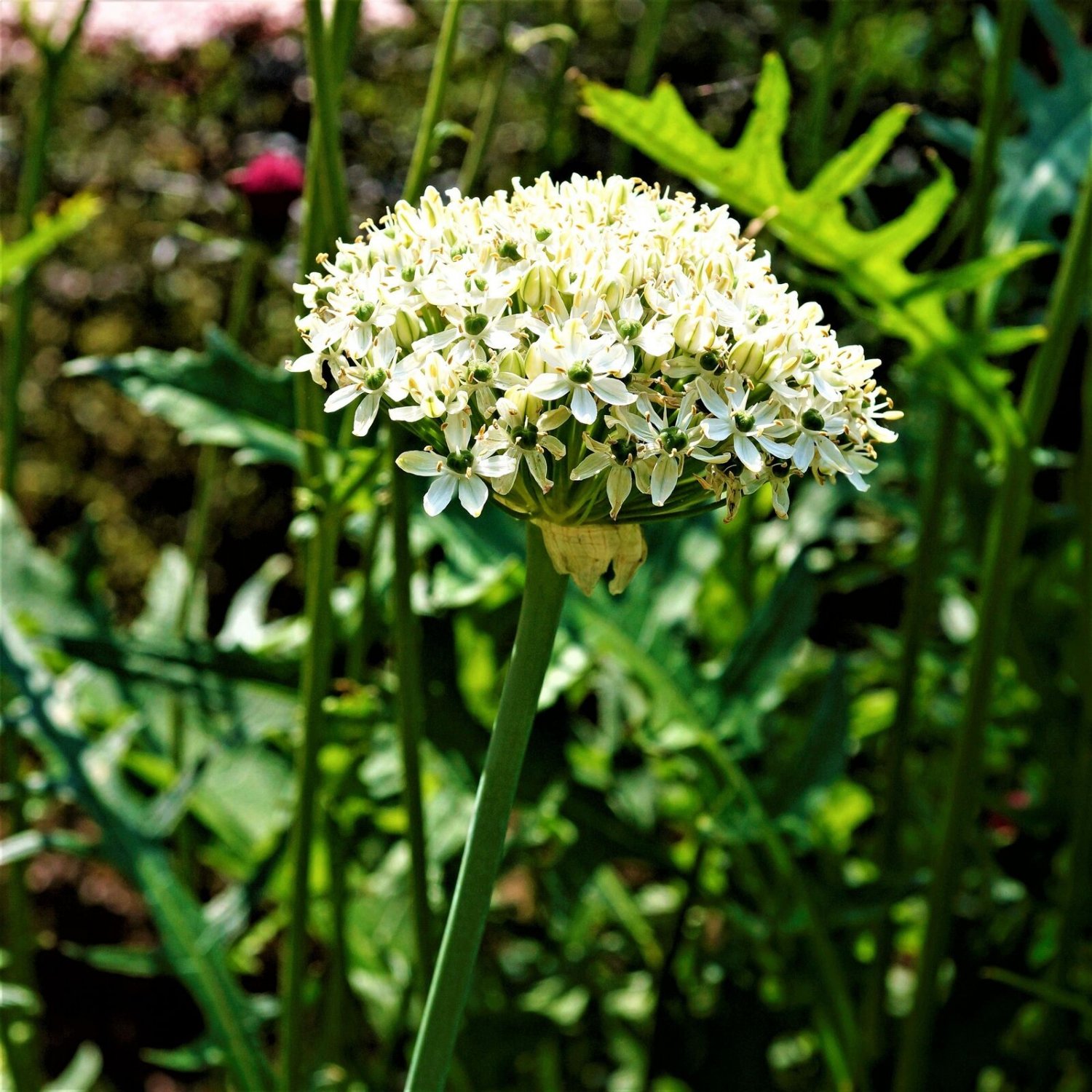 20 bulbs Allium Nigrum Plant, Flower Plant Houseplant Outdoor Plant