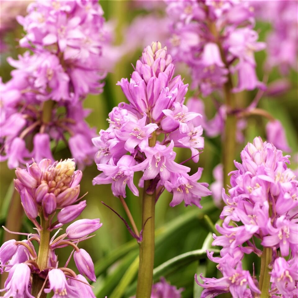 10 bulbs Bluebells Hyacinthoides Pink Plant, Flower Plant Houseplant ...