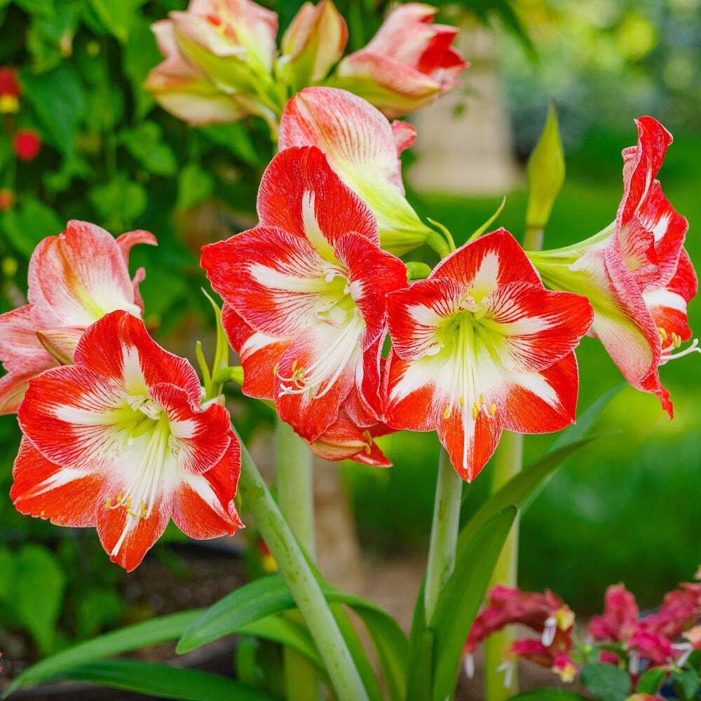 1 bulbs Amaryllis Minerva Plant, Flower Plant Houseplant Indoor ...