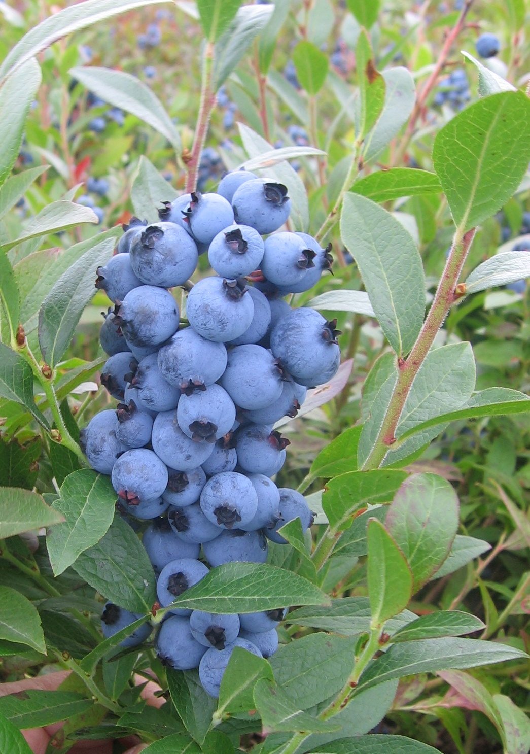 5 Dwarf Blueberry 'Vaccinium angustifolium' Plant, Fruit Plant Outdoor ...