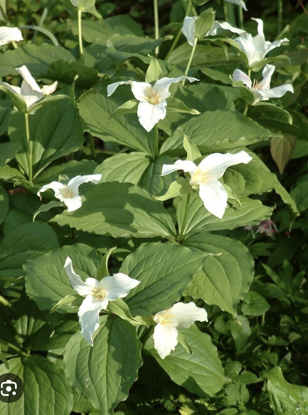 5 Trillium Grandiflorum 'White Trillium' Plant, Flower Plant Outdoor Plant