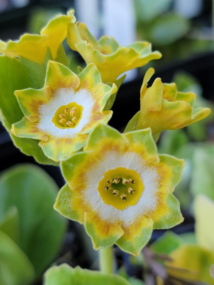 1 Primula auricula 'Parakeet' Plant, Outdoor Flower Plant