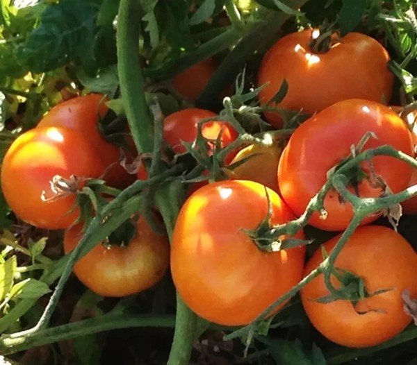 50 Seeds Earl of Edgecombe Tomato Tomatoe Vegetable Edible Canning Garden