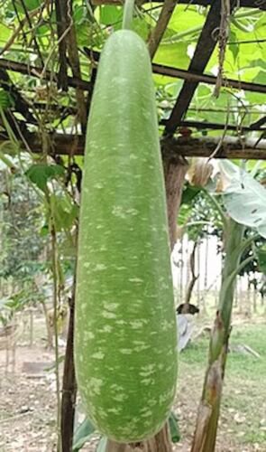 10 Organic Long Bottle Gourd Seedsasian Indian Opo ...