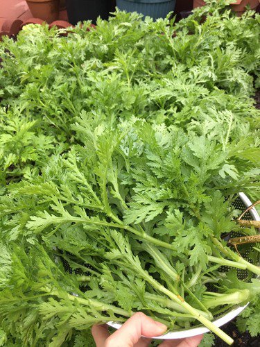 Shungiku Tonghotonghao Seeds 400 Seeds Easy and Fast to Grow