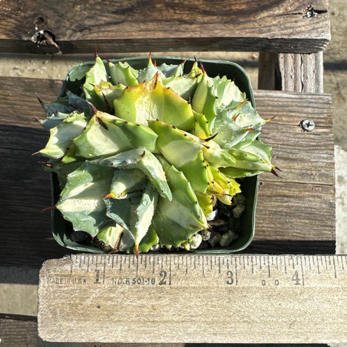 Pachypodium Brevicaule The Miniature Baobab Easy and Fast to Grow