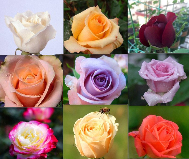 20 Seeds For Classic Mixed Colors Rose Flower Bush Exotic Bloom Plant ...