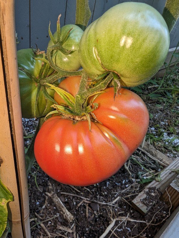 20 German Giant Tomato Seeds Big And Juicy Nongmo Potato Leaf Heirloom ...
