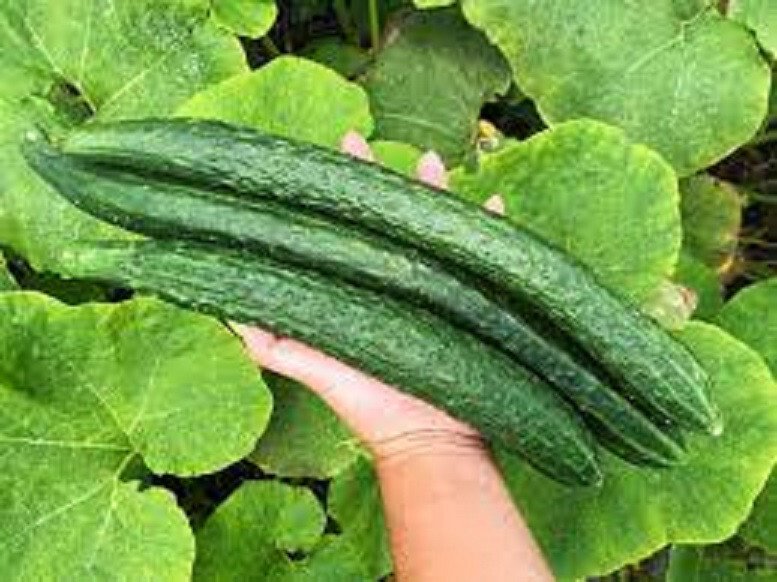 25 Seeds Chinese Cucumbers Planting Edible Food Garden Easy and Fast to ...