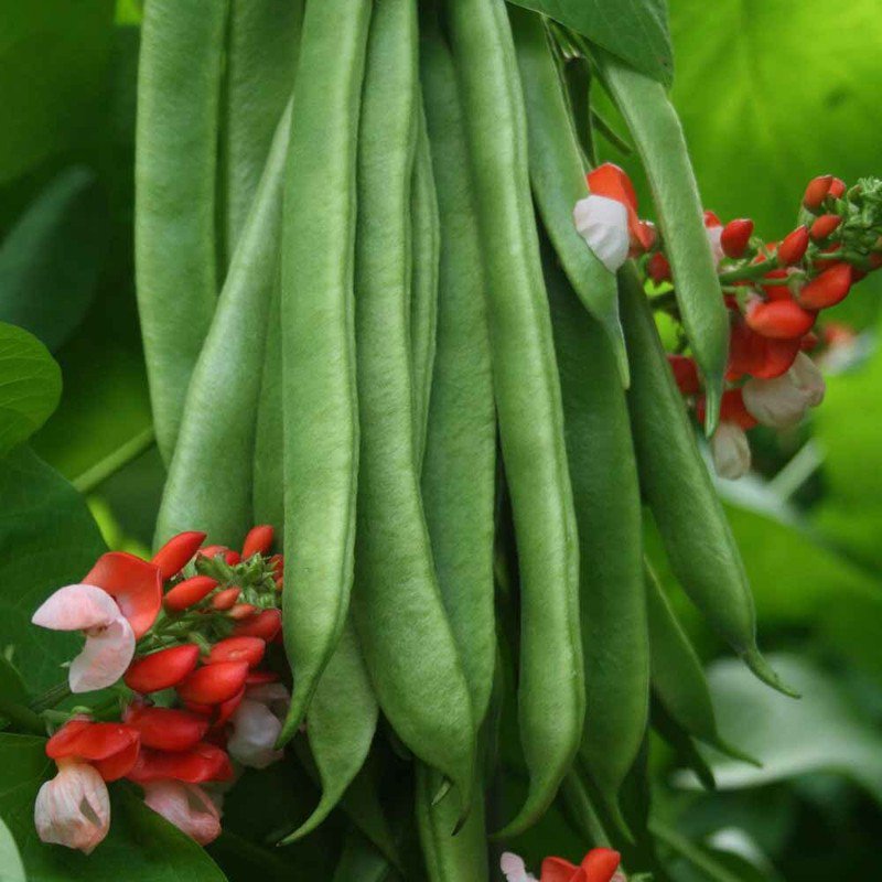 Scarlet Runner Bean Seeds 20 Ct Pole Edible Ornamental Nongmo Heirloom ...