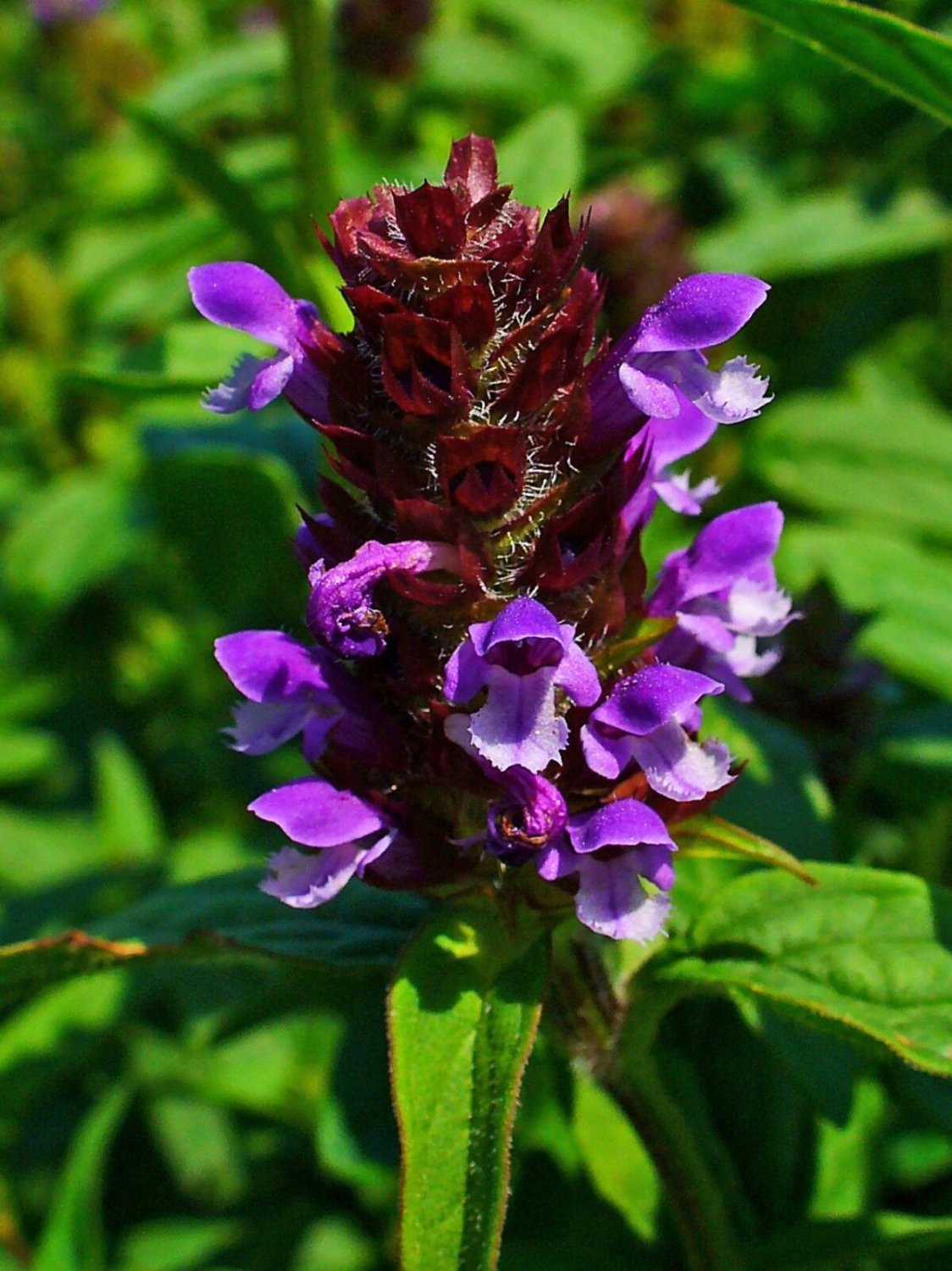 1000 Allheal Seeds Prunella Vulgaris Herb Heal All Garden Fresh Ship ...