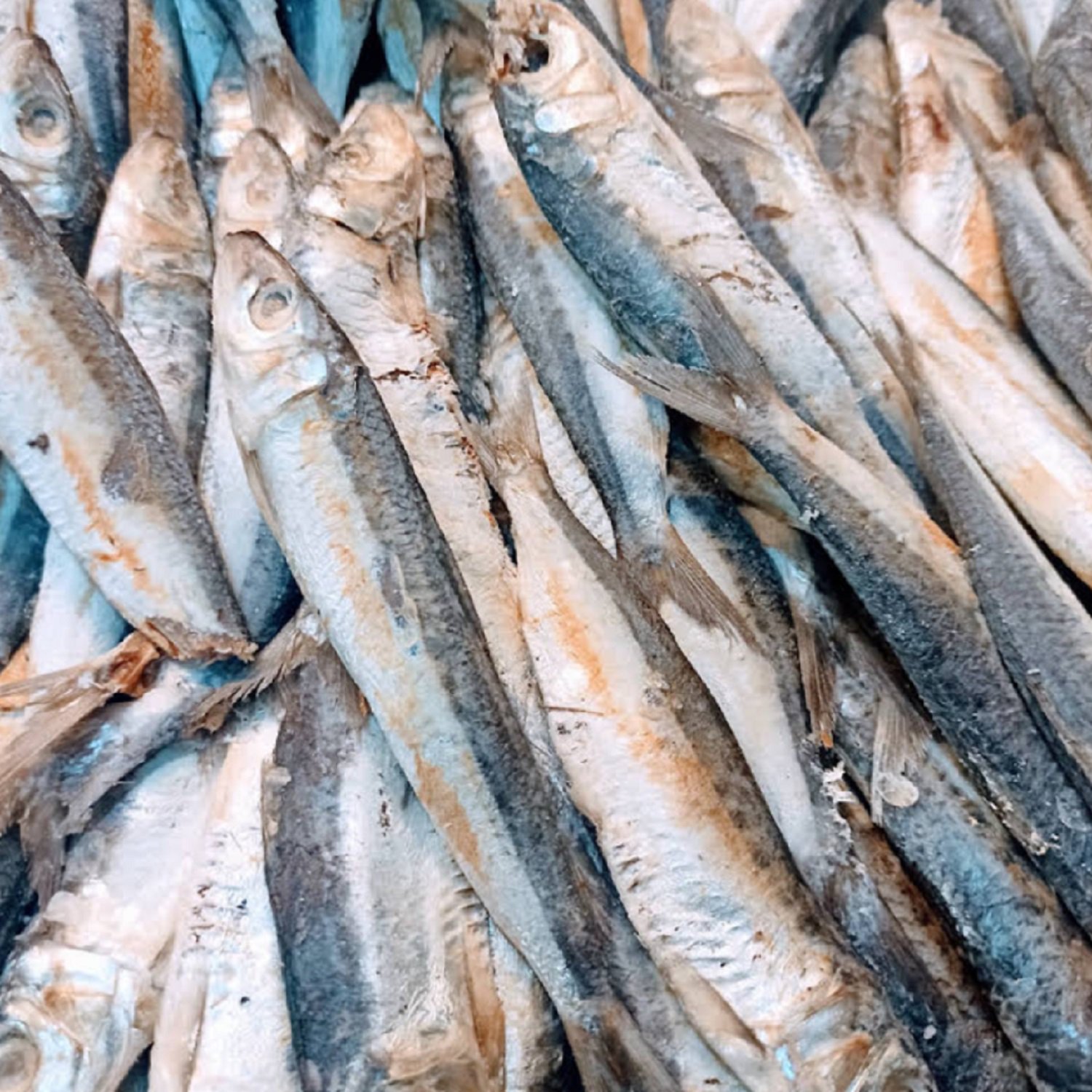 Dried Salted Smoothbelly sardinella (Keeramin) Bulk Premium Quality ...