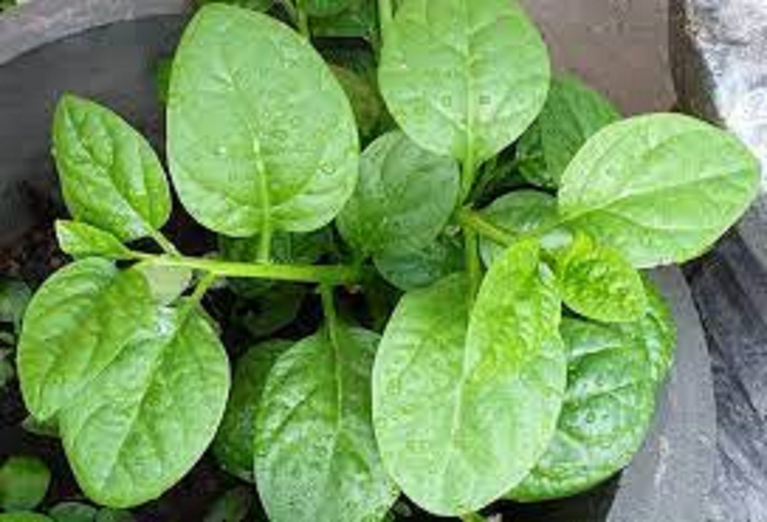 Green Stem Malabar Spinach Seeds Leafy Green Vegetable Sri Lanka