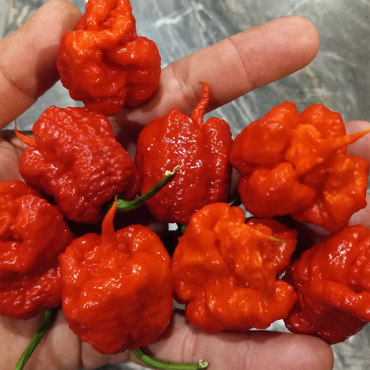 25 Dragons Breath Pepper Vegetables Seeds Fresh Garden