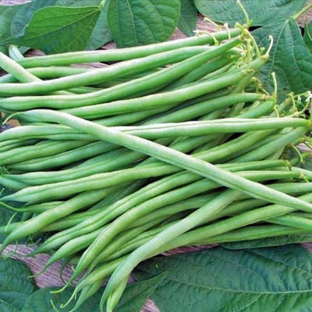 100 Provider Green Bush Bean Seeds Fresh Garden