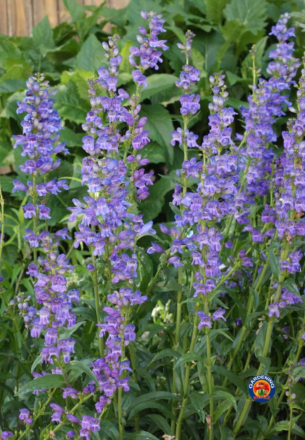 1Oz Rocky Mountain Penstemon Flower Seeds Strictus Aprx 30000 Seeds ...